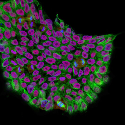 Scientific Resources | CAMK2 Therapeutics Network